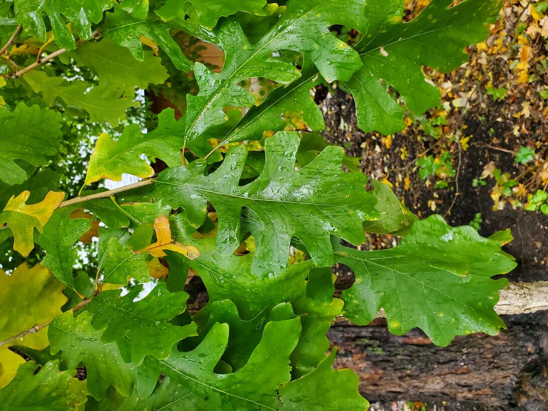 Bur Oak | CMP Tree Selection Tool